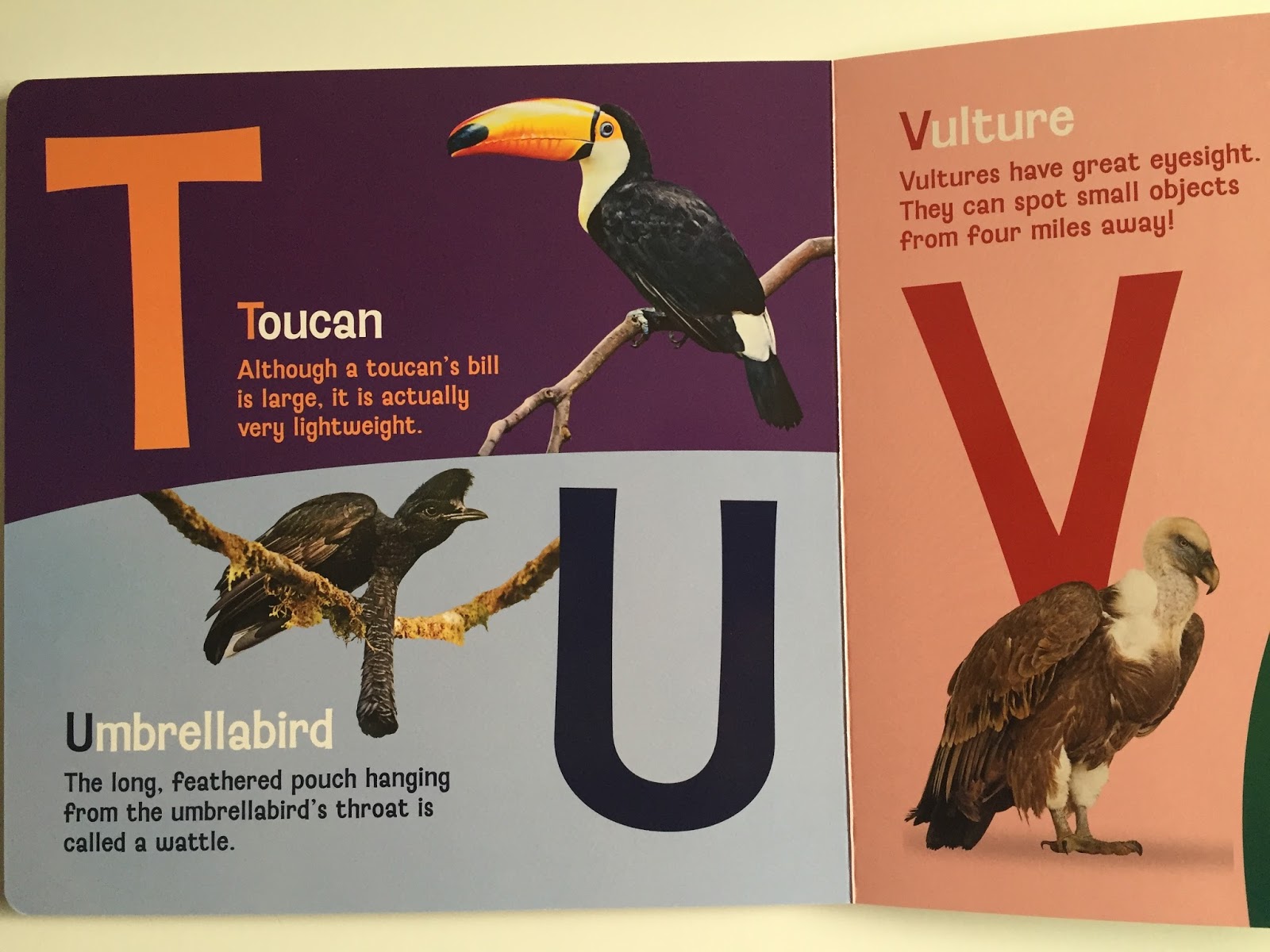 The Bookworm Baby: ABC Birds