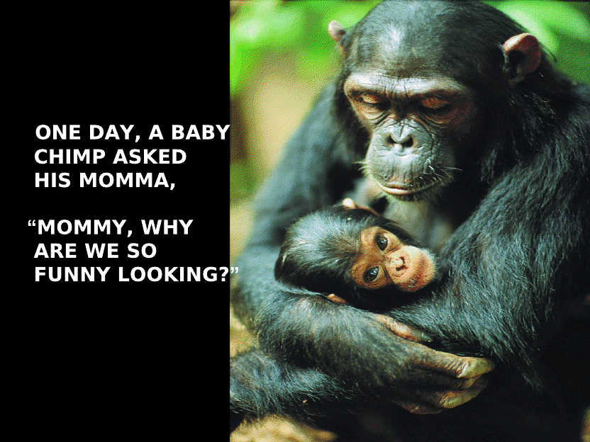 Welcome: Joke ~ Baby Chimp & Mum