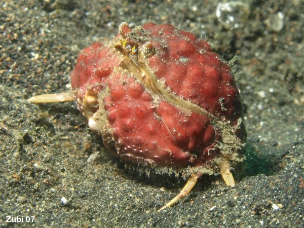 Variety of Life: Calappidae