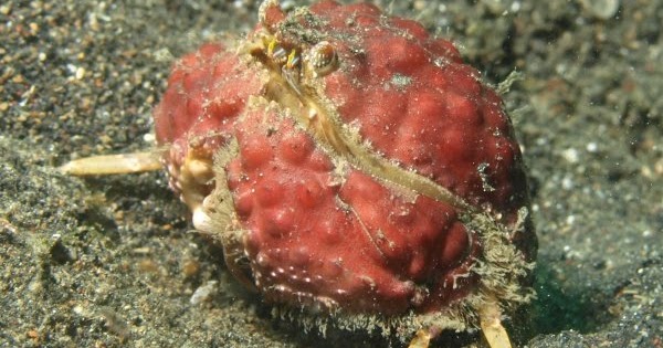 Variety of Life: Calappidae