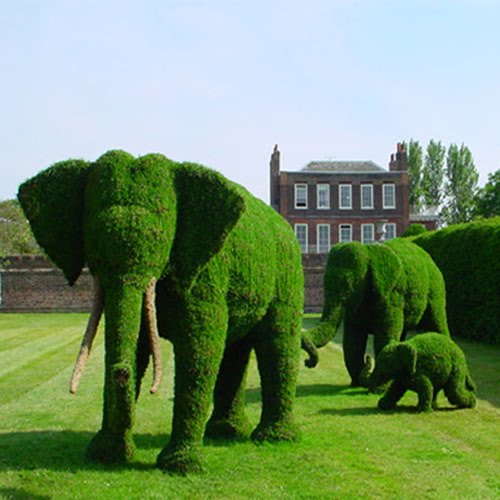 lucys garden: TOPIARY HEAVEN!