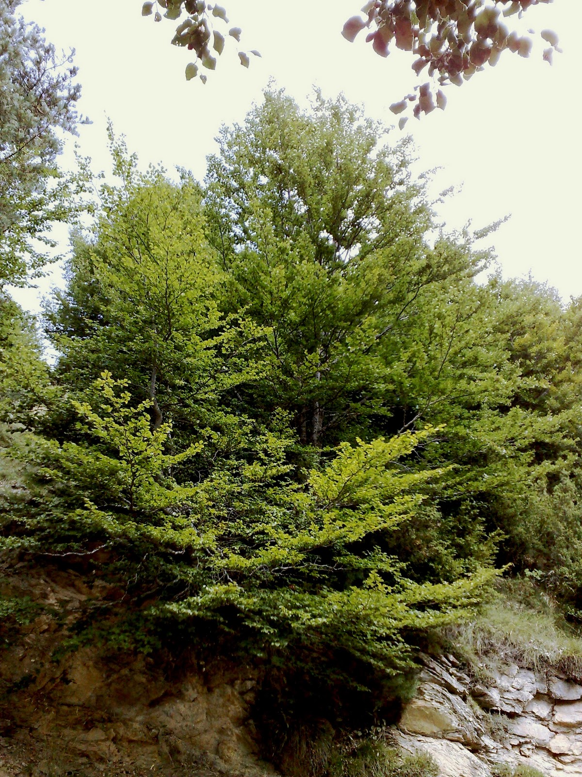 Árboles con alma: Haya. Faig. (Fagus sylvatica)