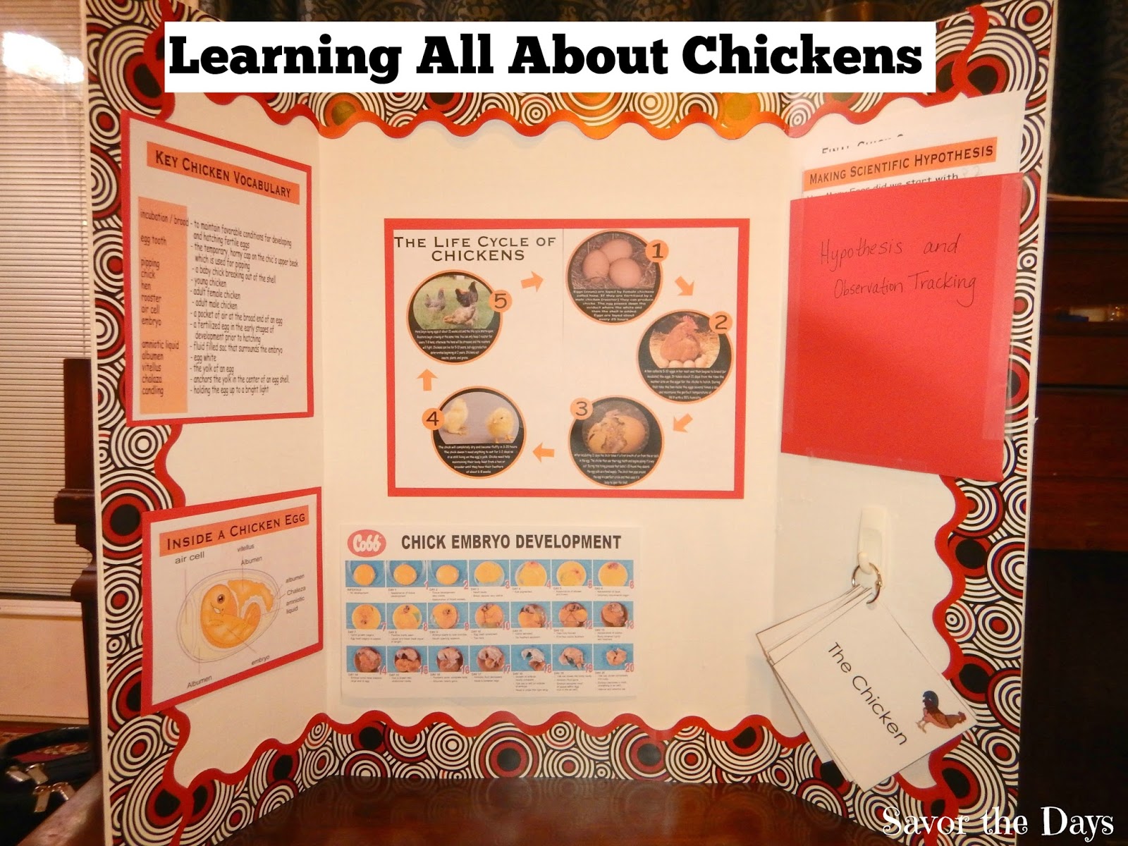 Savor The Days: Learning All About Chickens