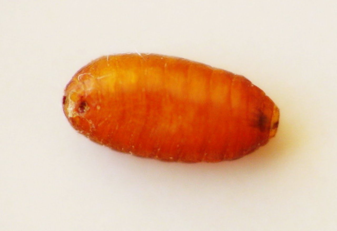 Jenis-jenis Serangga yang Ikut Berpuasa - Dunia Serangga yang Menakjubkan