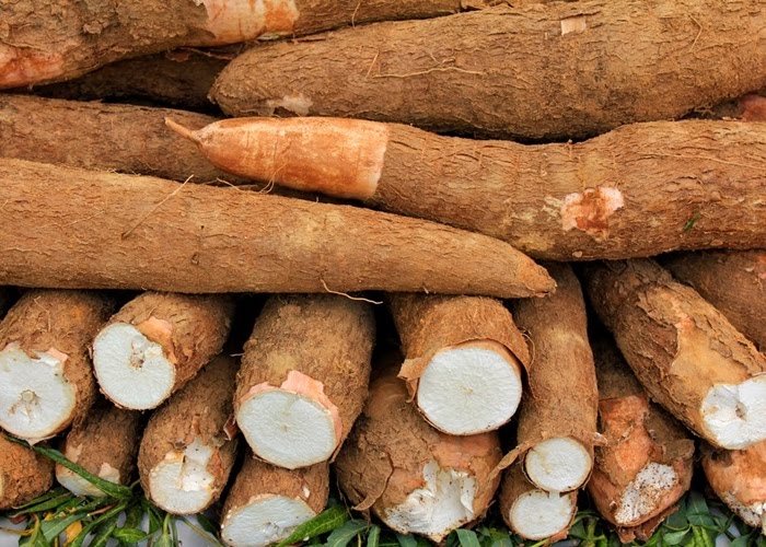 Cocina Segura: El "amargo" caso de la Yuca