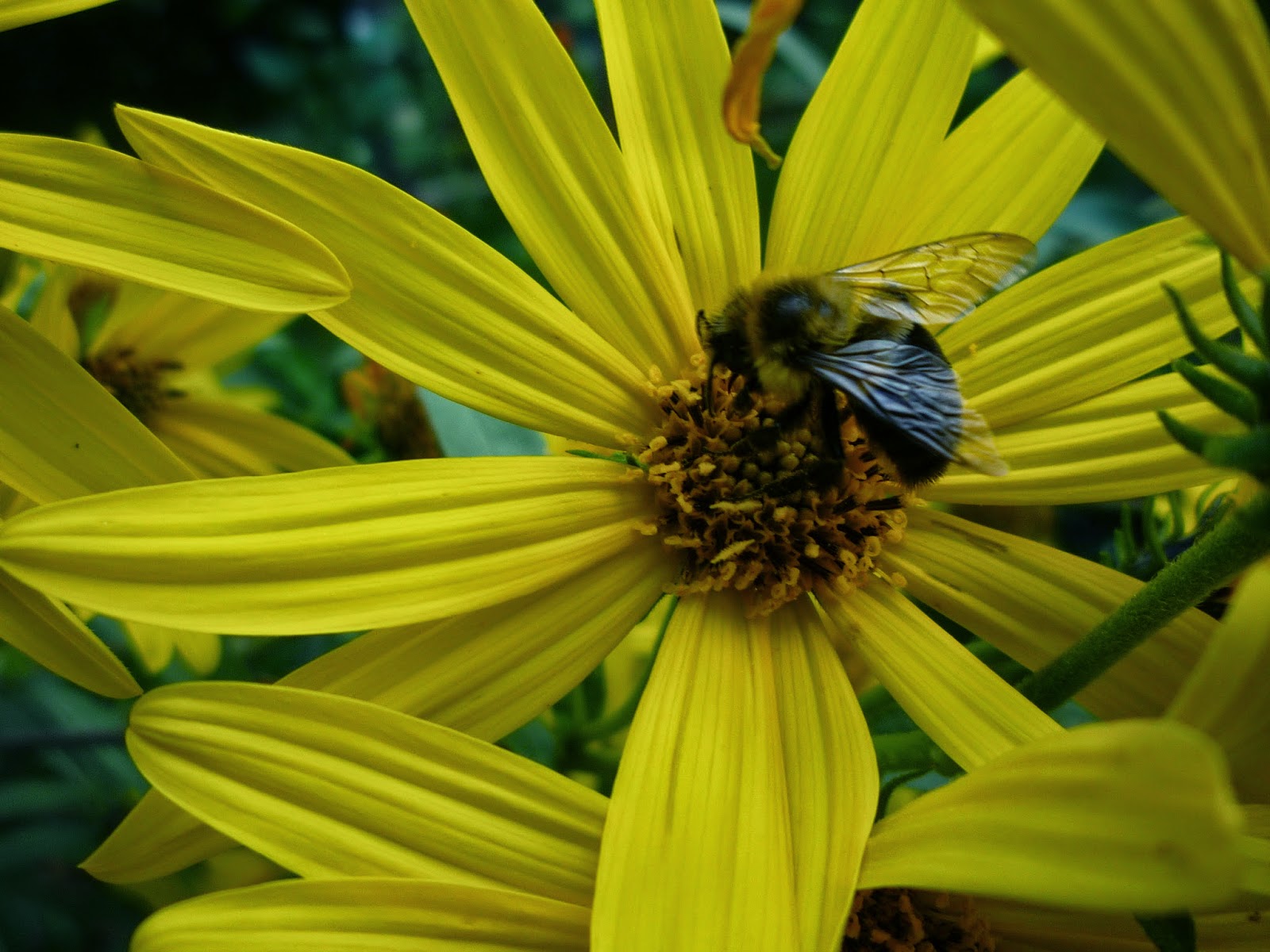 Vermont backyard flowers Aug 2014 | Litter with a Story To Tell