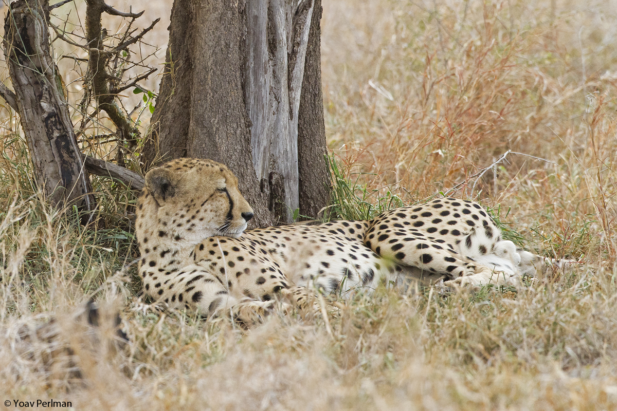 Mammals of Kruger Park | Focusing on Wildlife