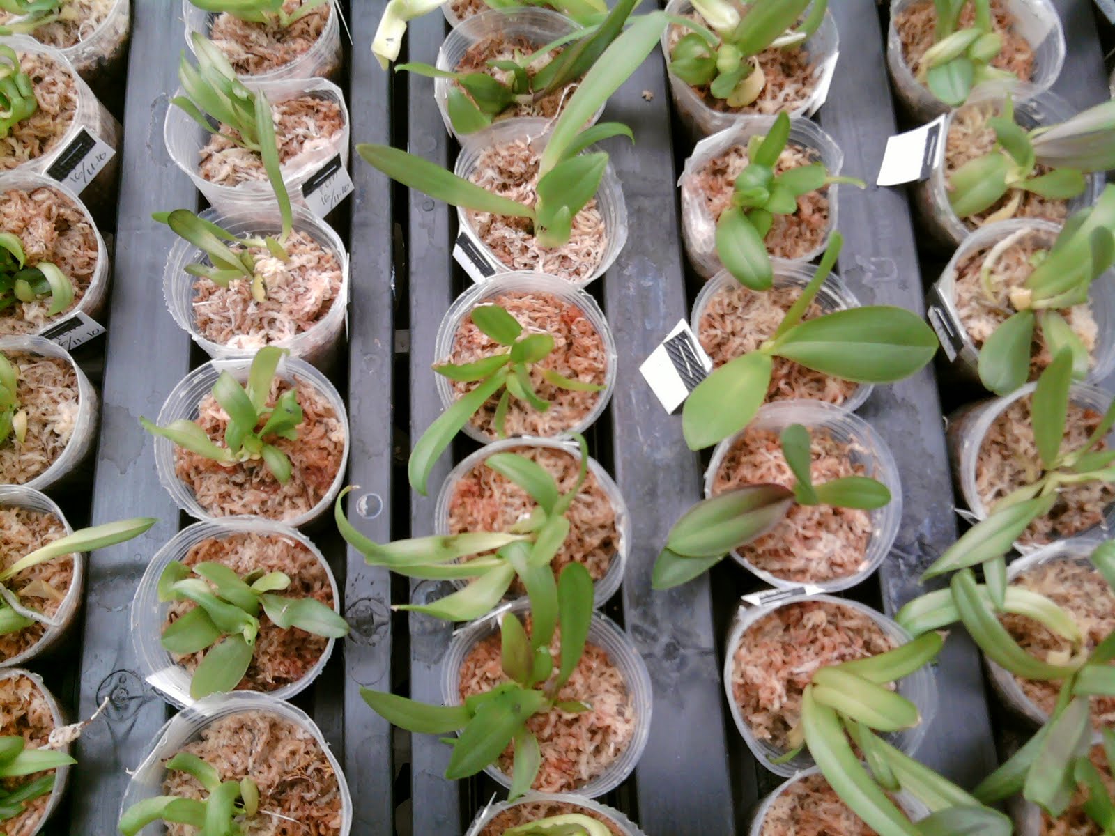 TISSUE CULTURE AND ORCHIDOLOGI: MENGELUARKAN BIBIT ANGGREK BOTOLAN DAN ...