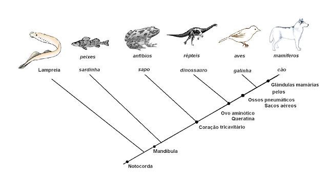 O mundo da biologia: Cladogramas
