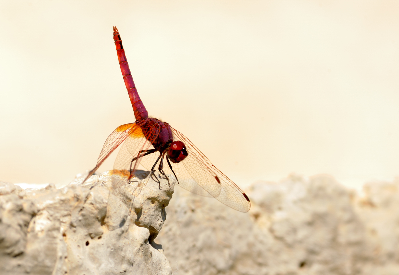 Steve Rogers birding: Some dragonflies in SE Cyprus
