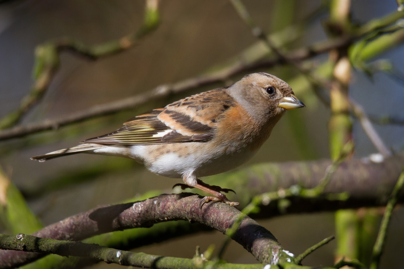 TrogTrogBlog: Bird of the week - Brambling
