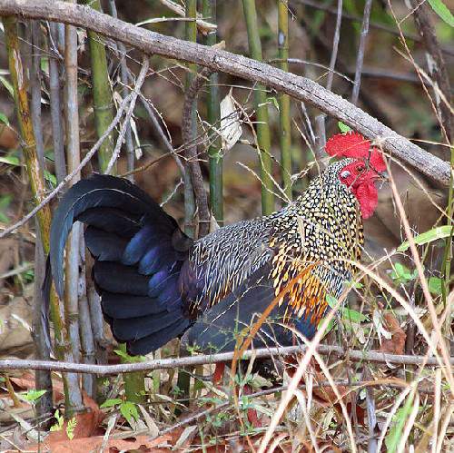 Grey Jungle Fowl