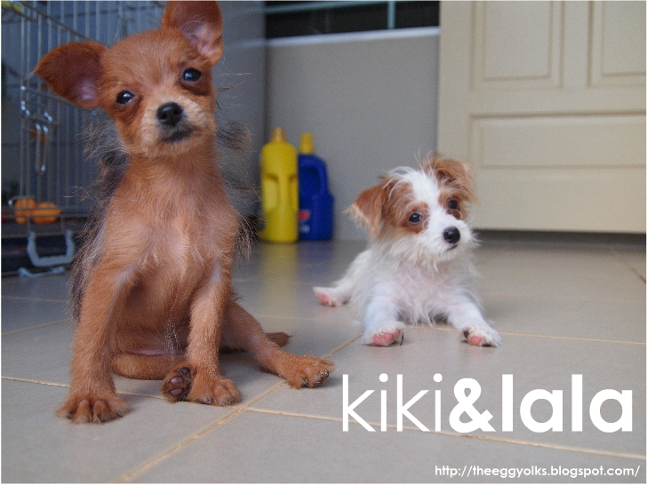 THEEGGYOLKS 蛋黃打点滴: Getting a pet 3