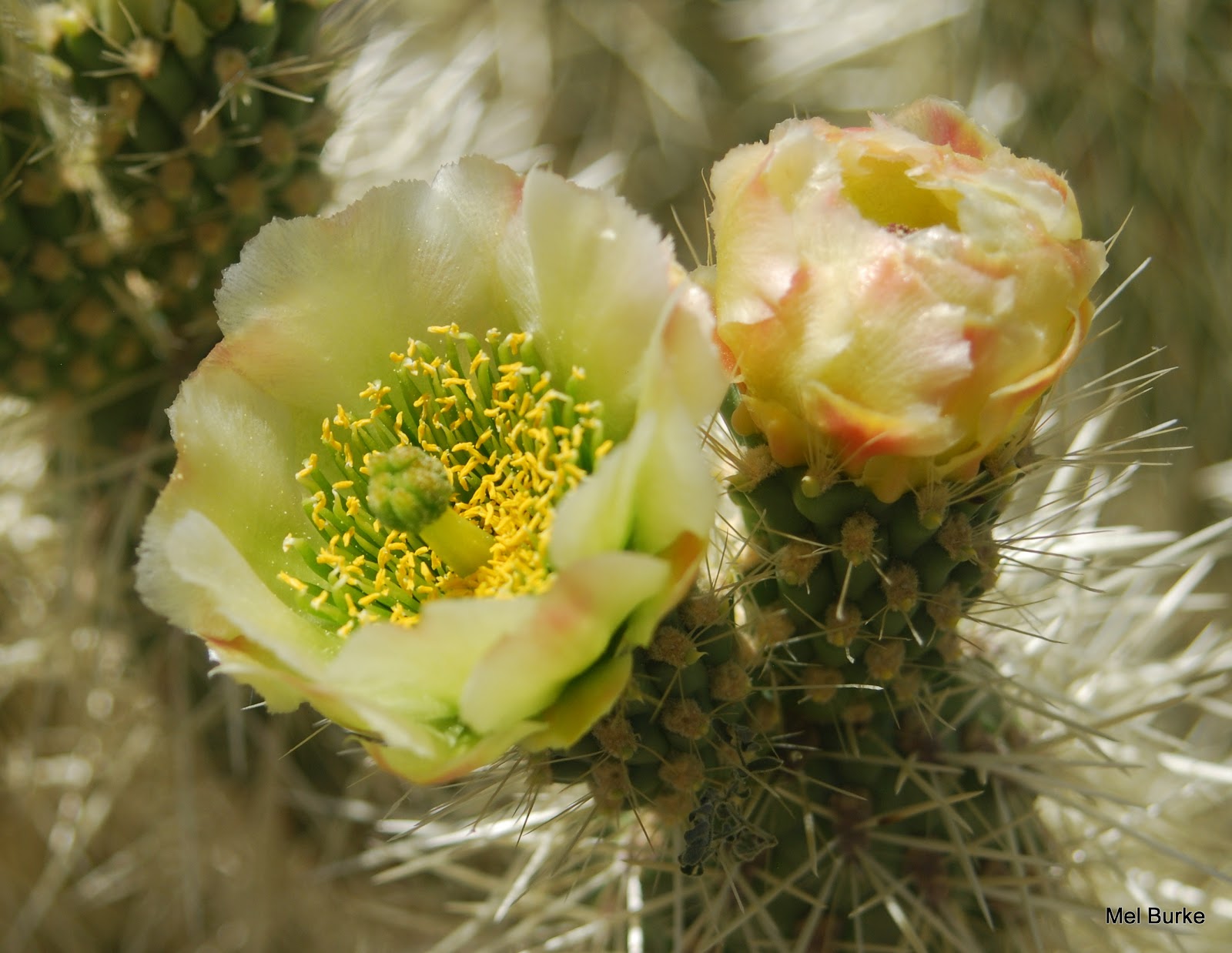 Cactus PhotoGraphics