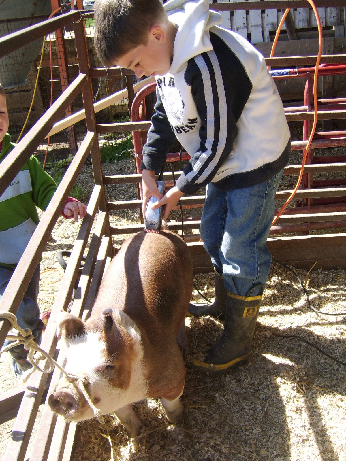 Bringing Home the Bacon: Swine Barber