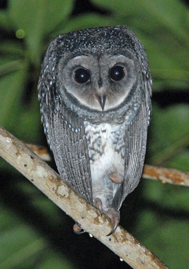 A Snail's Eye View: Owls