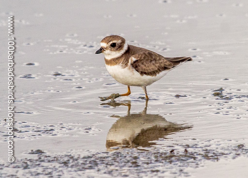 Birds of Barbados: March Birds: Semipalmated Plover (Charadrius ...