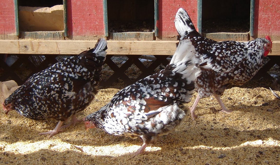 Aloha Chickens: A Very Tough Summer For Humans (And Chickens)