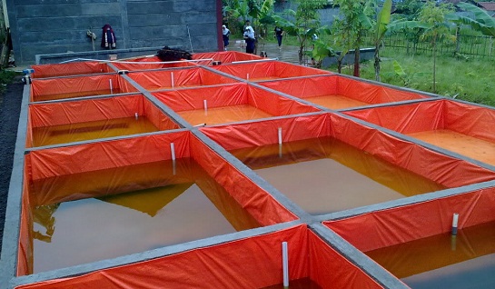 Ternak Ikan Lele Kolam Terpal | Kumpulan Cara Beternak Yang Baik Dan Benar