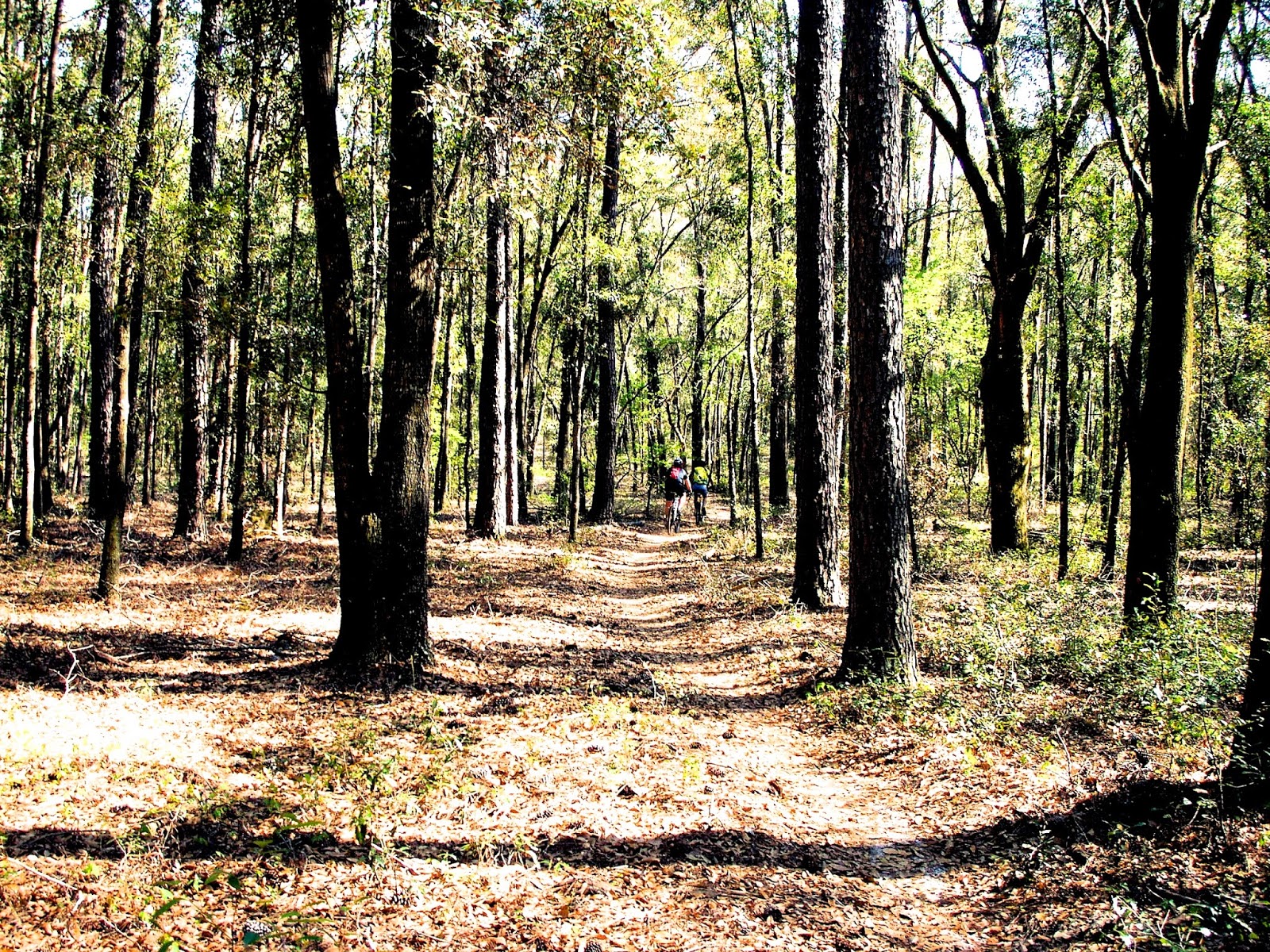 Chuck's Adventures: Biking Ocala, Florida's, Santos Bike Trails