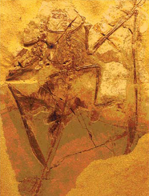 Cabine du Jardin deux: The Last Flight of Sordes Pilosus