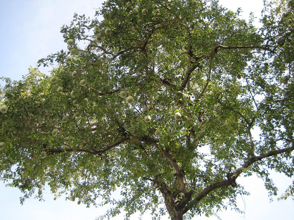 Tamilnadu Tourism: Vilvanatheswarar Temple, Thiruvalam – The Temple