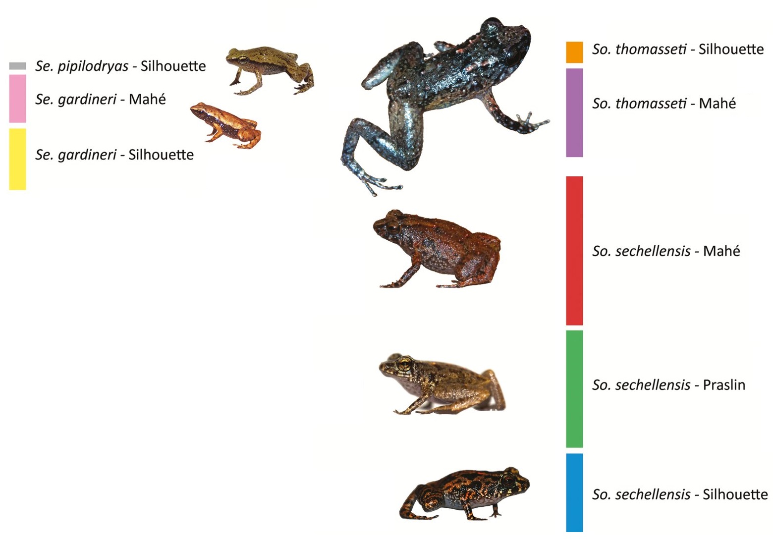Species New to Science: [Herpetology • 2019] Endemic, Endangered and ...