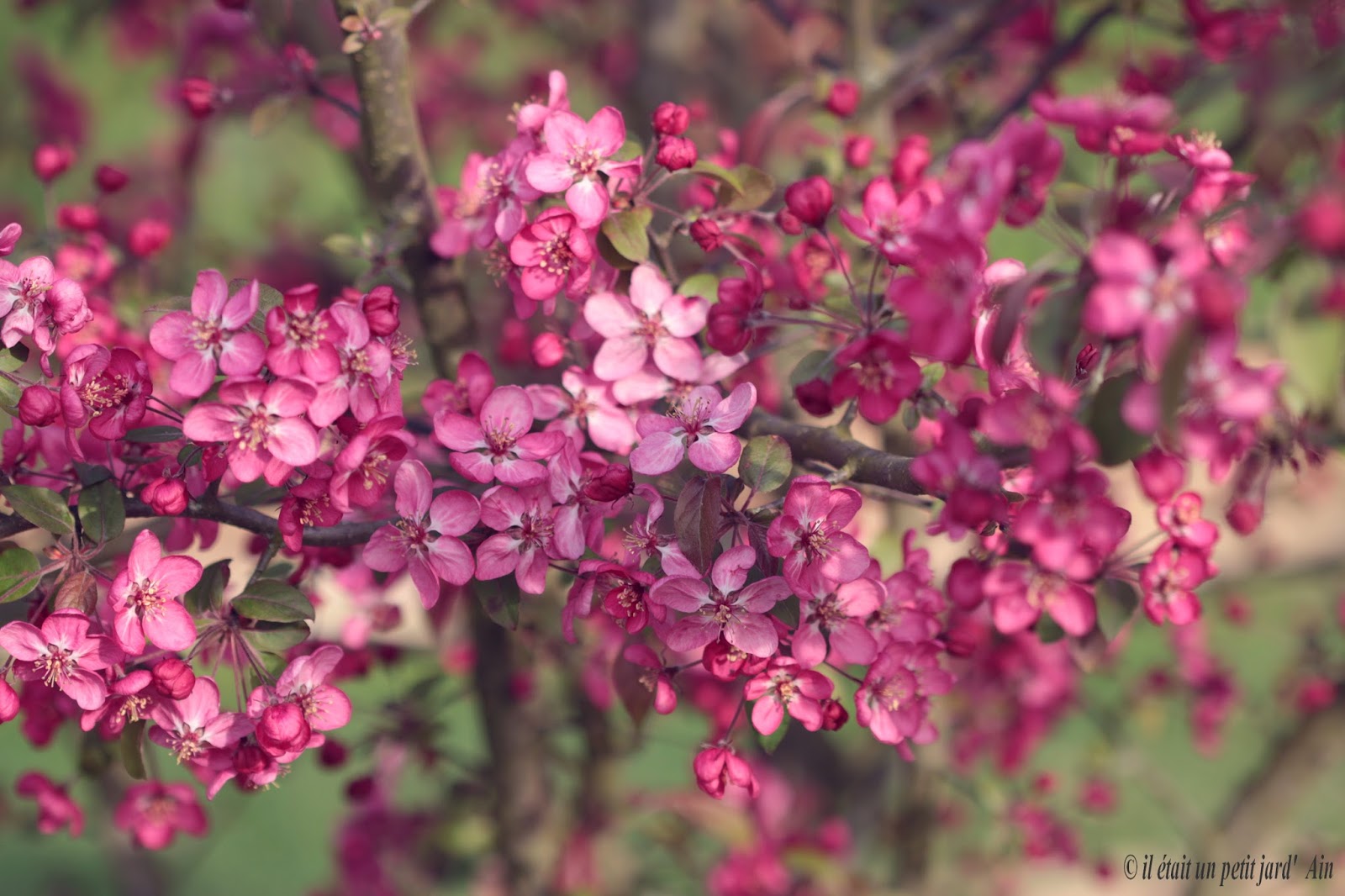 IL ETAIT UN PETIT JARD'AIN ...: FOCUS PRUNUS MALUS TRESORUS ...