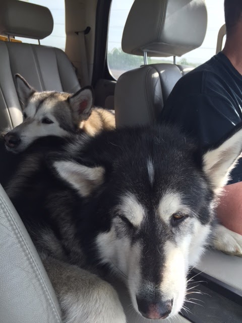 Pound Dogs Toronto Animal Services - dog adoption - animal shelter