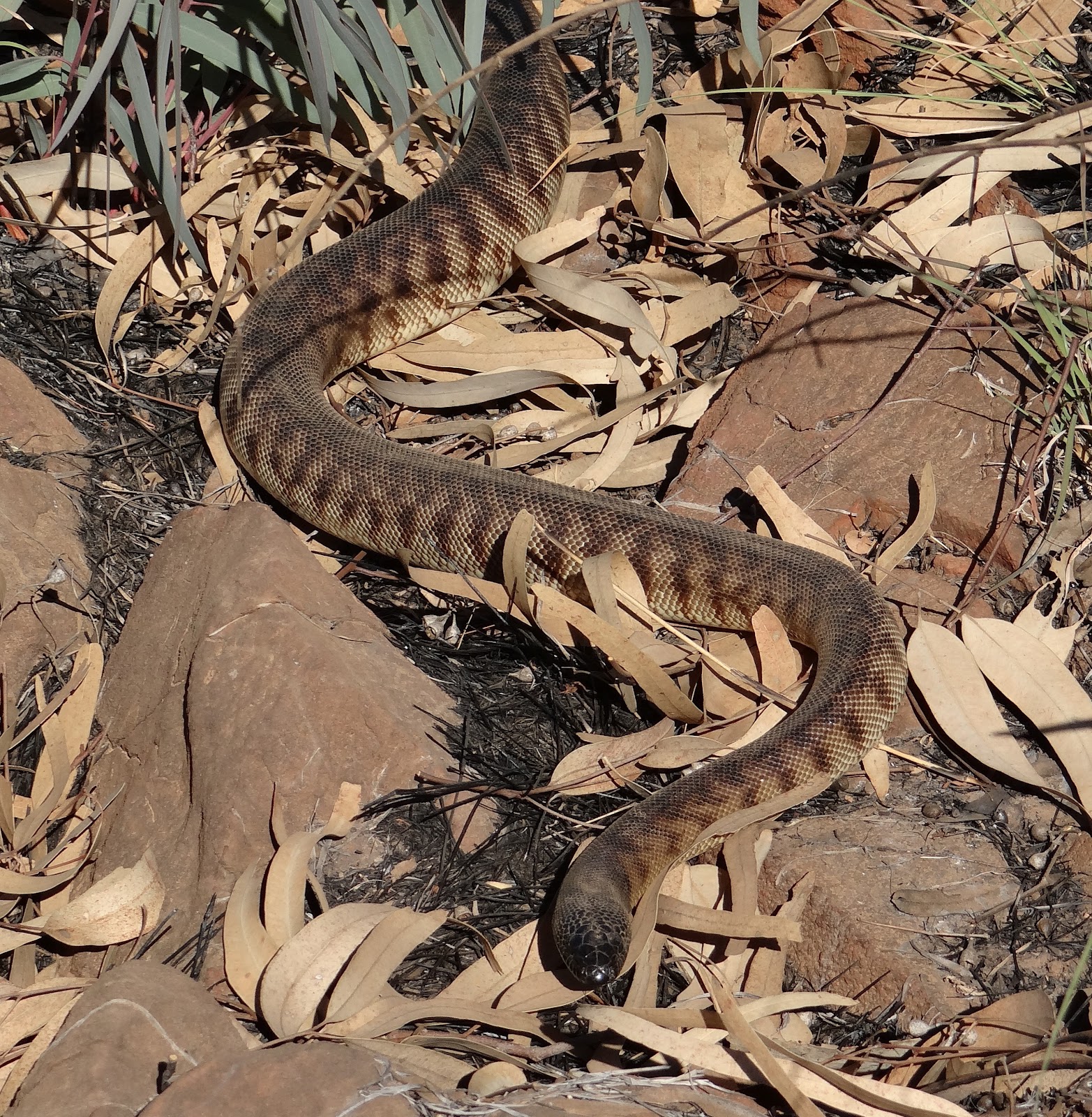 sunshinecoastbirds: June 2012