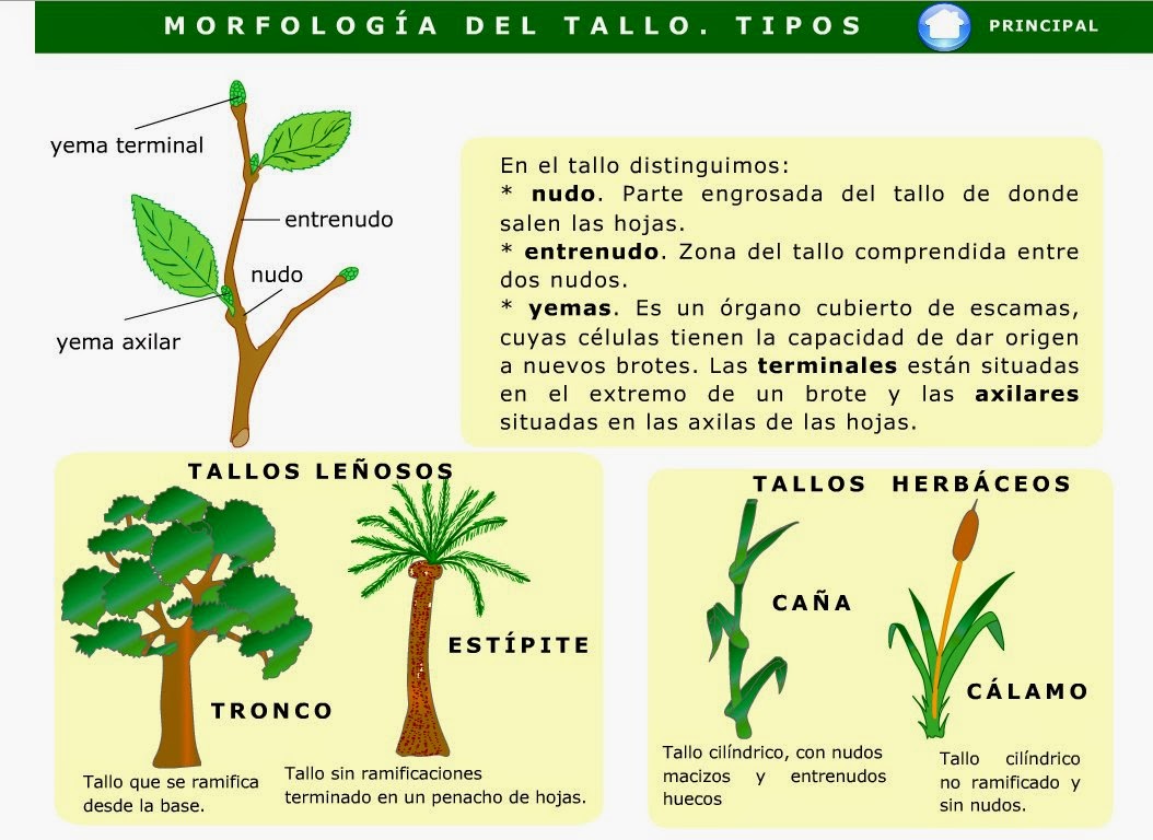 BIOLOGÍA Y GEOLOGÍA 1ESO EXXI - IES MAR. BAQUERO: EXXI. BYG1ESO. UD08 ...