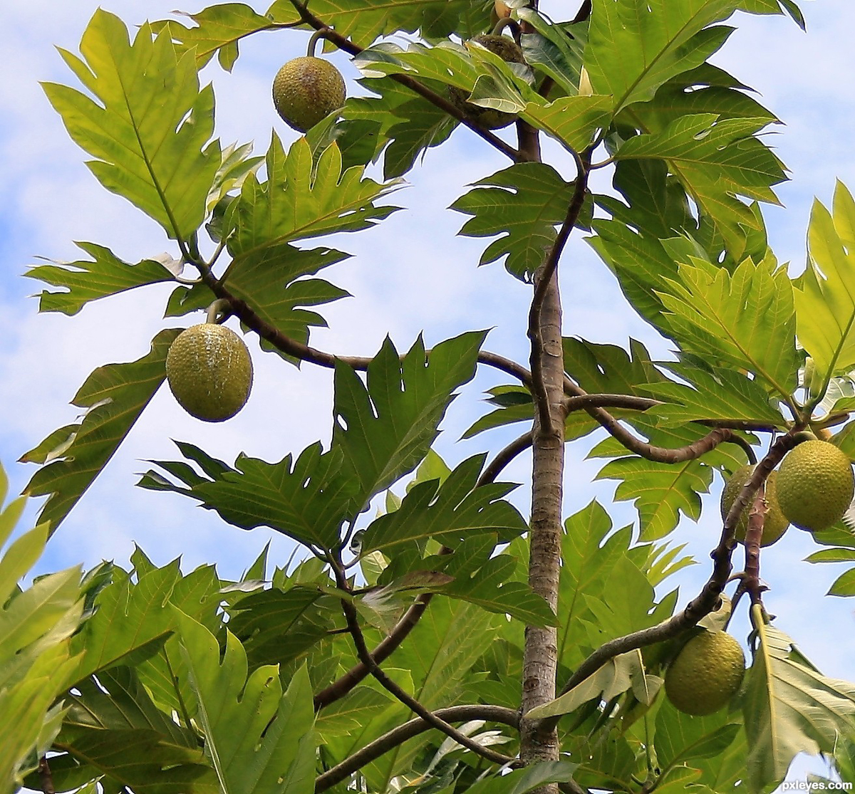 ChamoruBoy: Gi Annai Dumådångkulu Yu'
