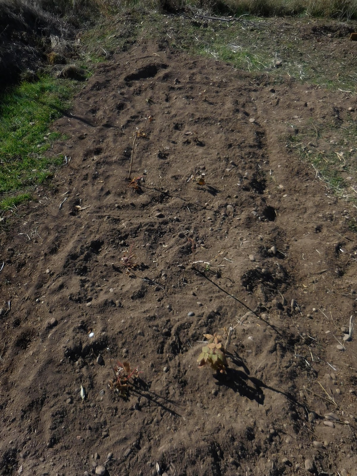 Of Books and Blooms: Raspberry Patch