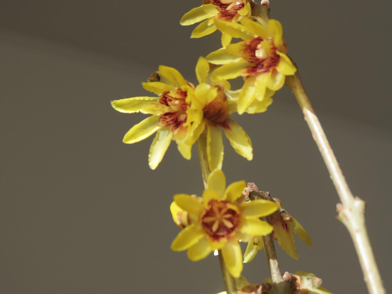 pensieri&parole due: Profumo di calicantus