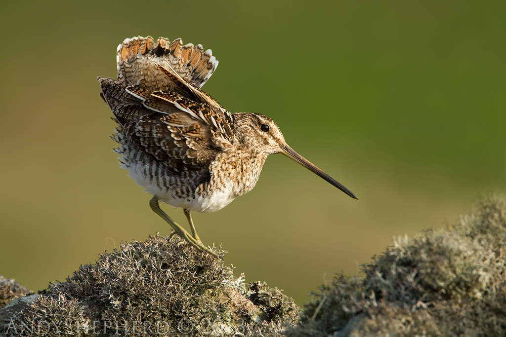 Andy Shepherd Wildlife Photography: Common Snipe