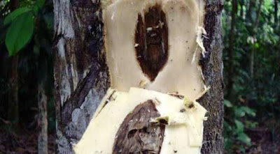 Budidaya dan Perawatan Gaharu - HirukPikuk