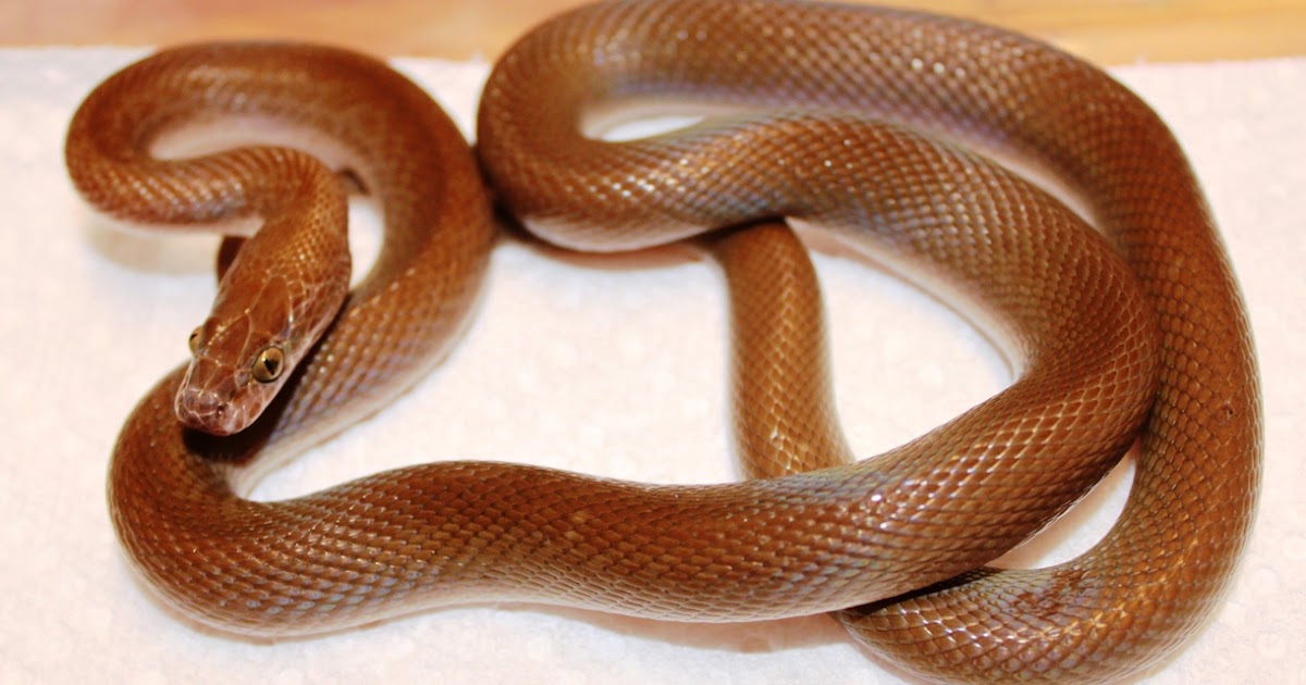 And I Think to Myself...What A Wonderful World.: Creature Feature ...