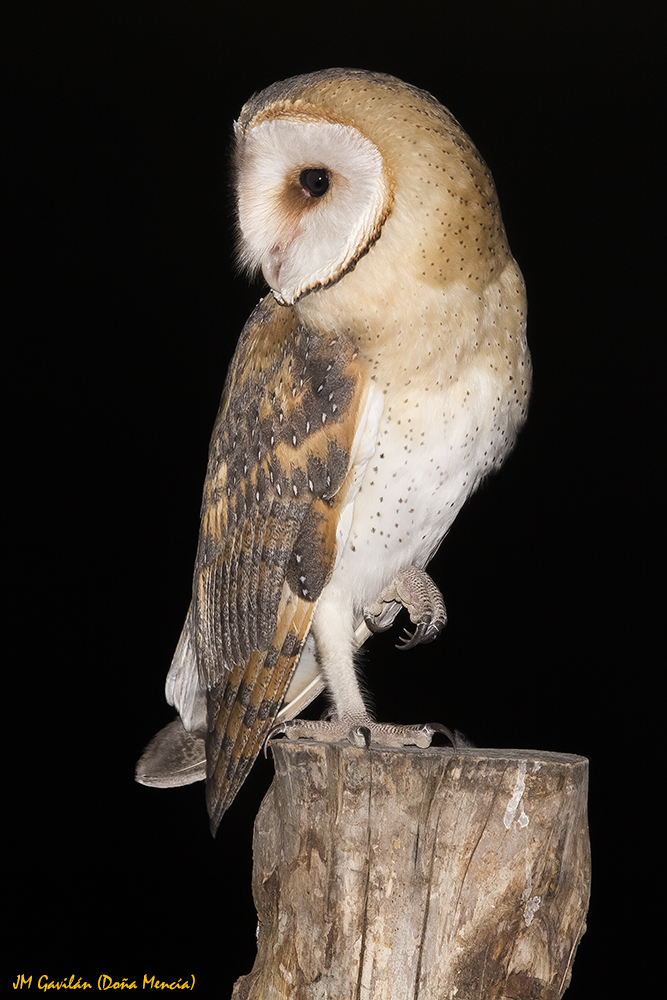 Fotografía de Naturaleza - JM Gavilán: Lechuza común o lechuza de campanario (Tyto alba)