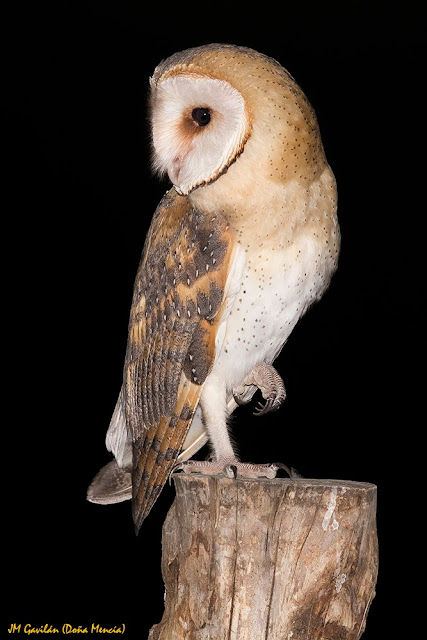 Fotografía de Naturaleza - JM Gavilán: Lechuza común o lechuza de ...