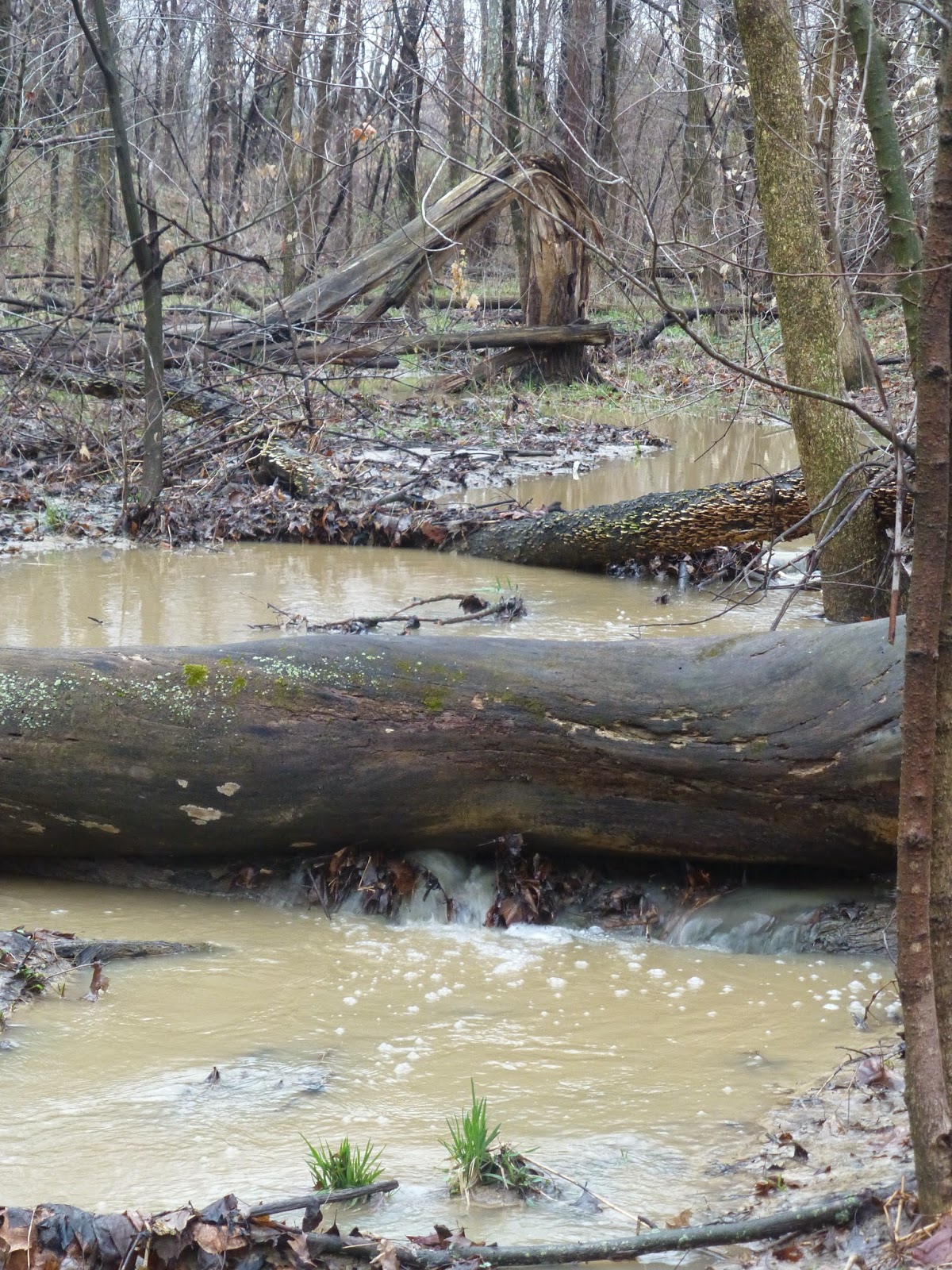 Cottonwood Pond: Rushing Water