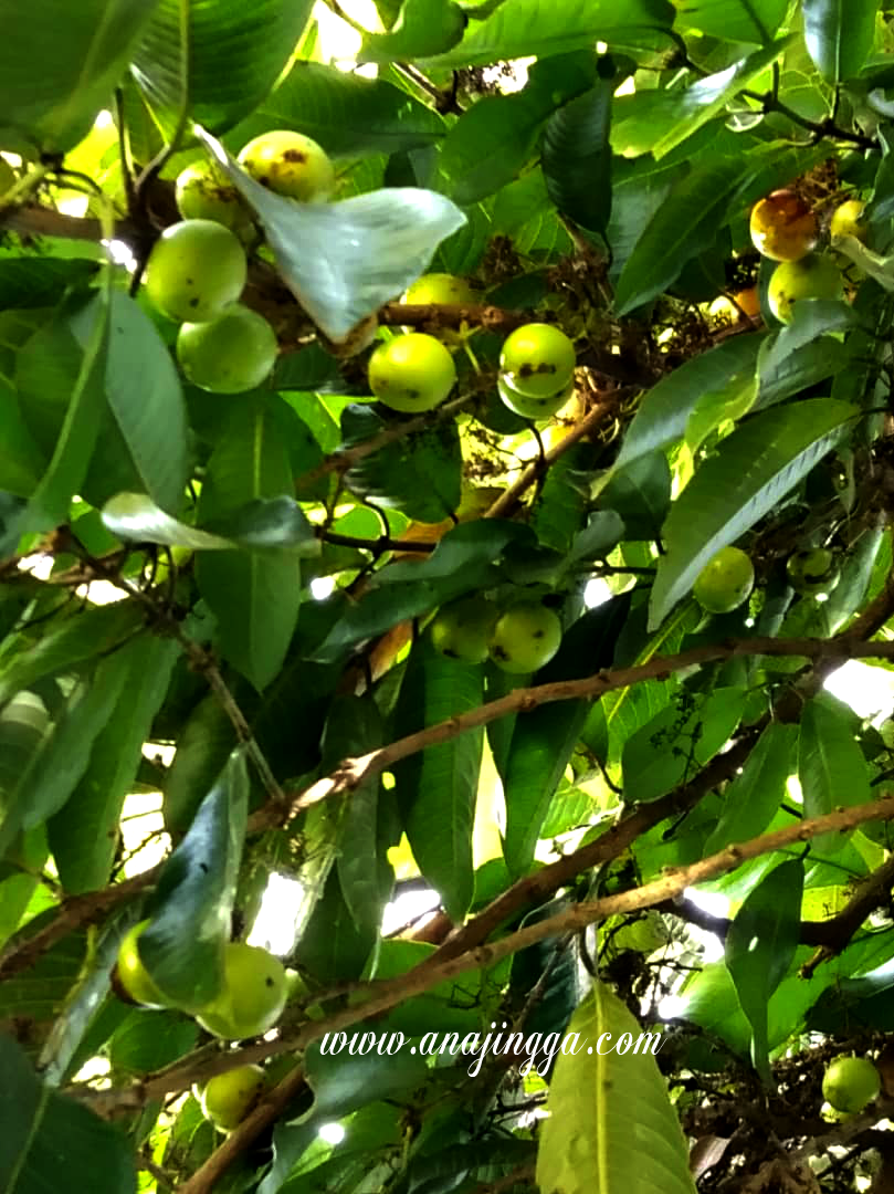 Ini rupanya pokok Kundang