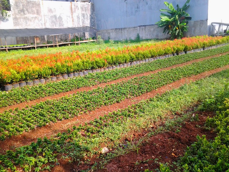 pillow dendron: pillow dendron