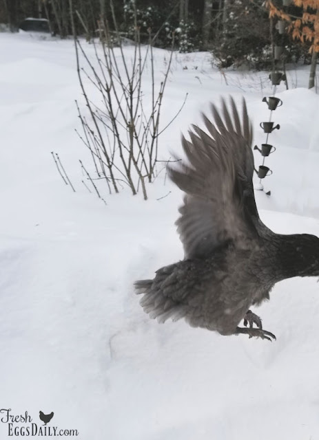 Can Chickens Fly? - Fresh Eggs Daily® with Lisa Steele