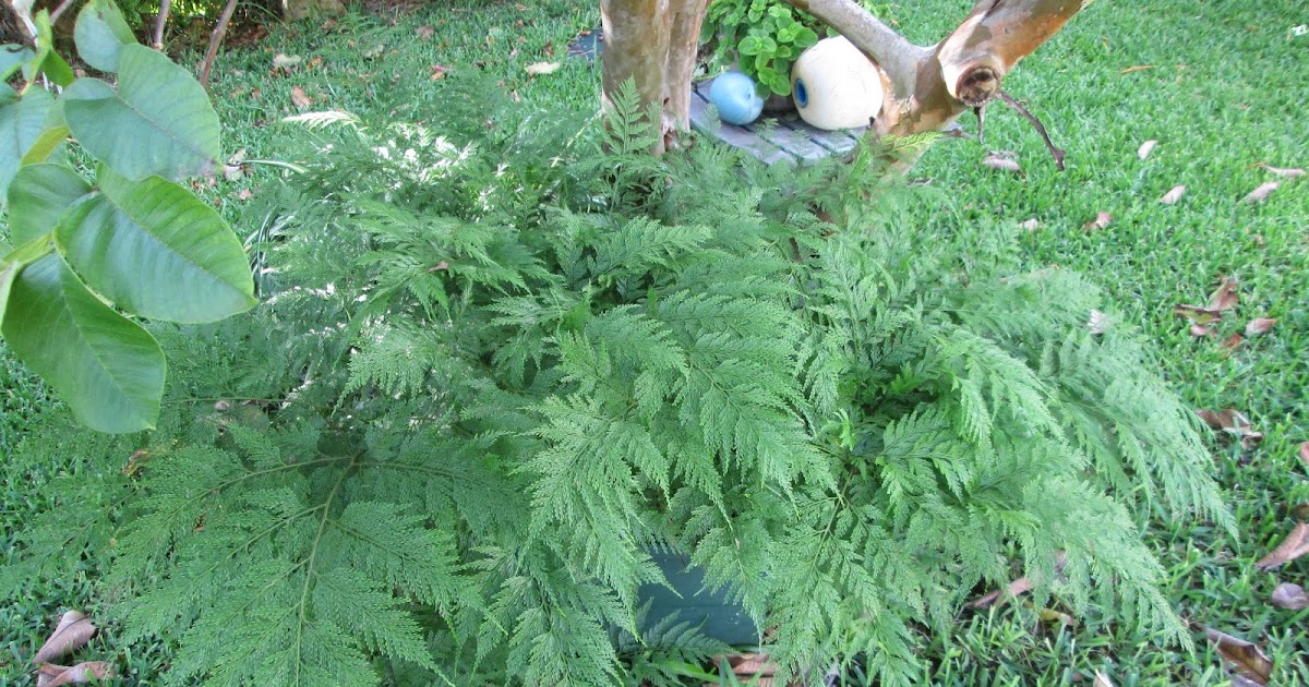 Garden Notes from Hawaii: SHINOBU FERN (Davallia)