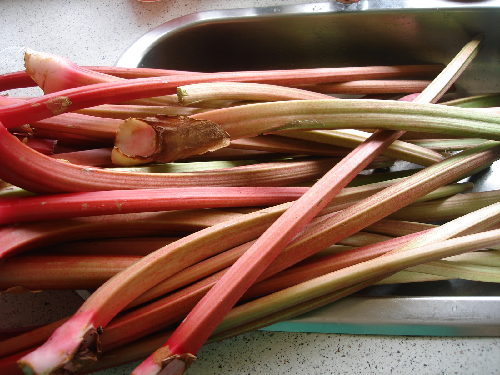 MADPAVERNE: Rabarber i lange baner