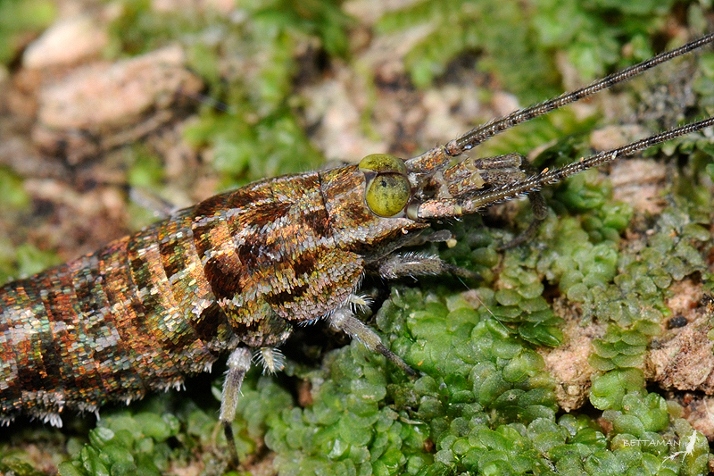 Real Monstrosities: Jumping Bristletail