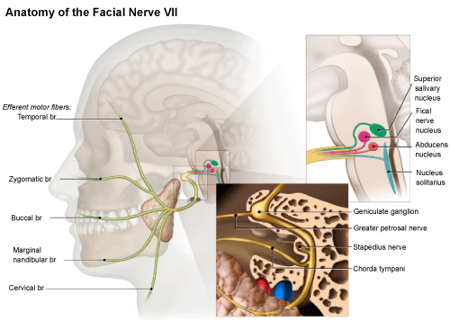 EXAMS AND ME : Geniculate Ganglion