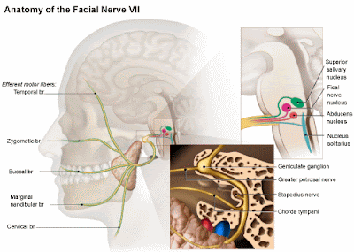 EXAMS AND ME : Geniculate Ganglion