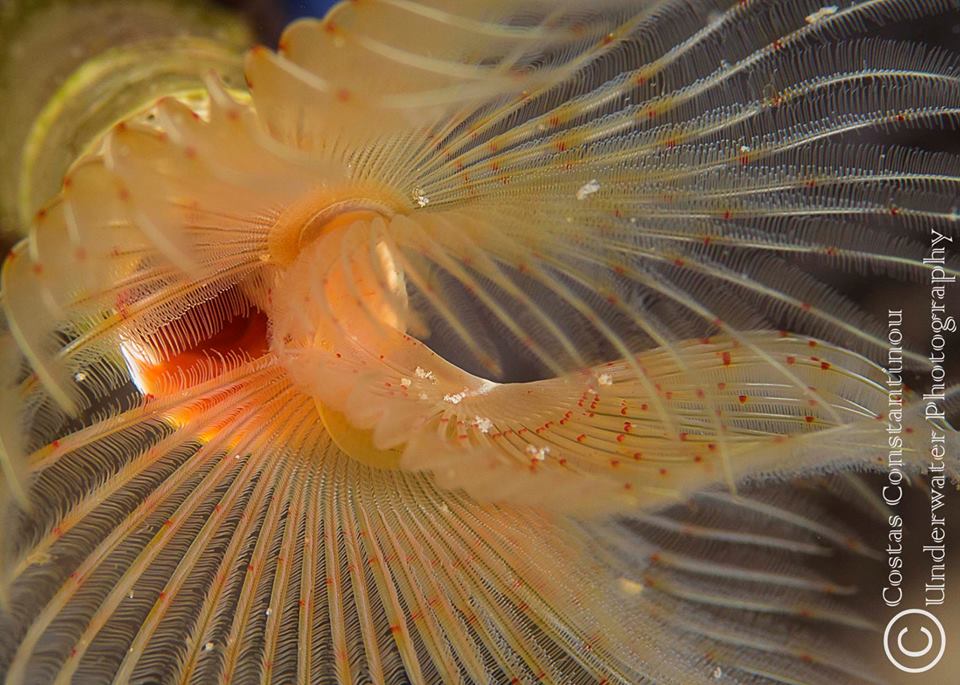 Biodiversity of Cyprus by NGO Protection of the Natural Heritage and ...