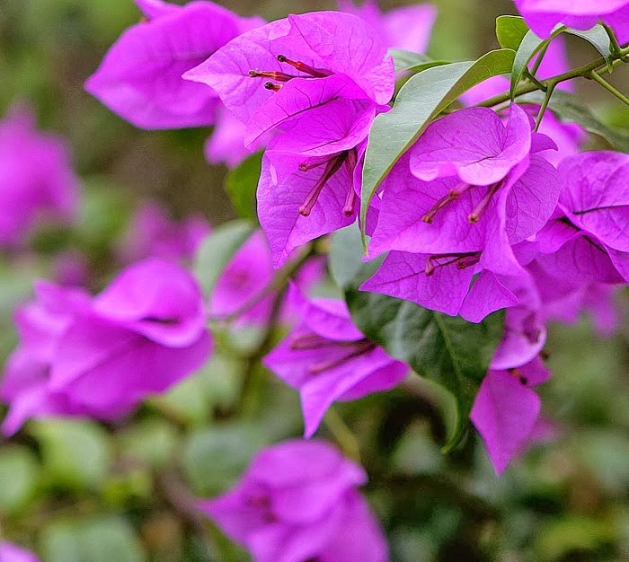 47+ Gambar Bunga Bugenvil Lengkap Terpopuler - Informasi Seputar ...